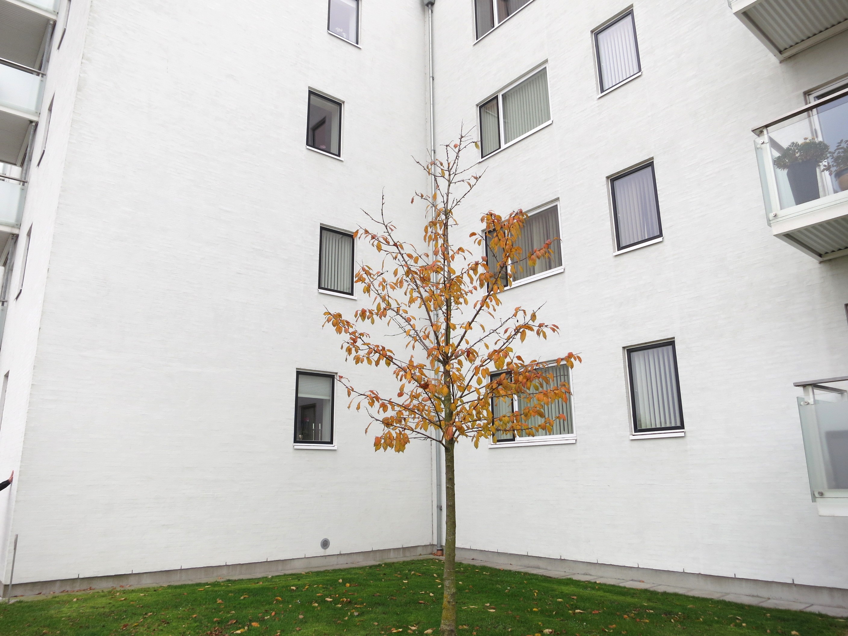 Towards Carbon Neutrality: Functionalization of White Cement for ...